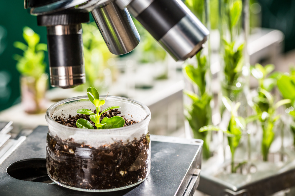 R D Special Focus Plant Science Research Development World